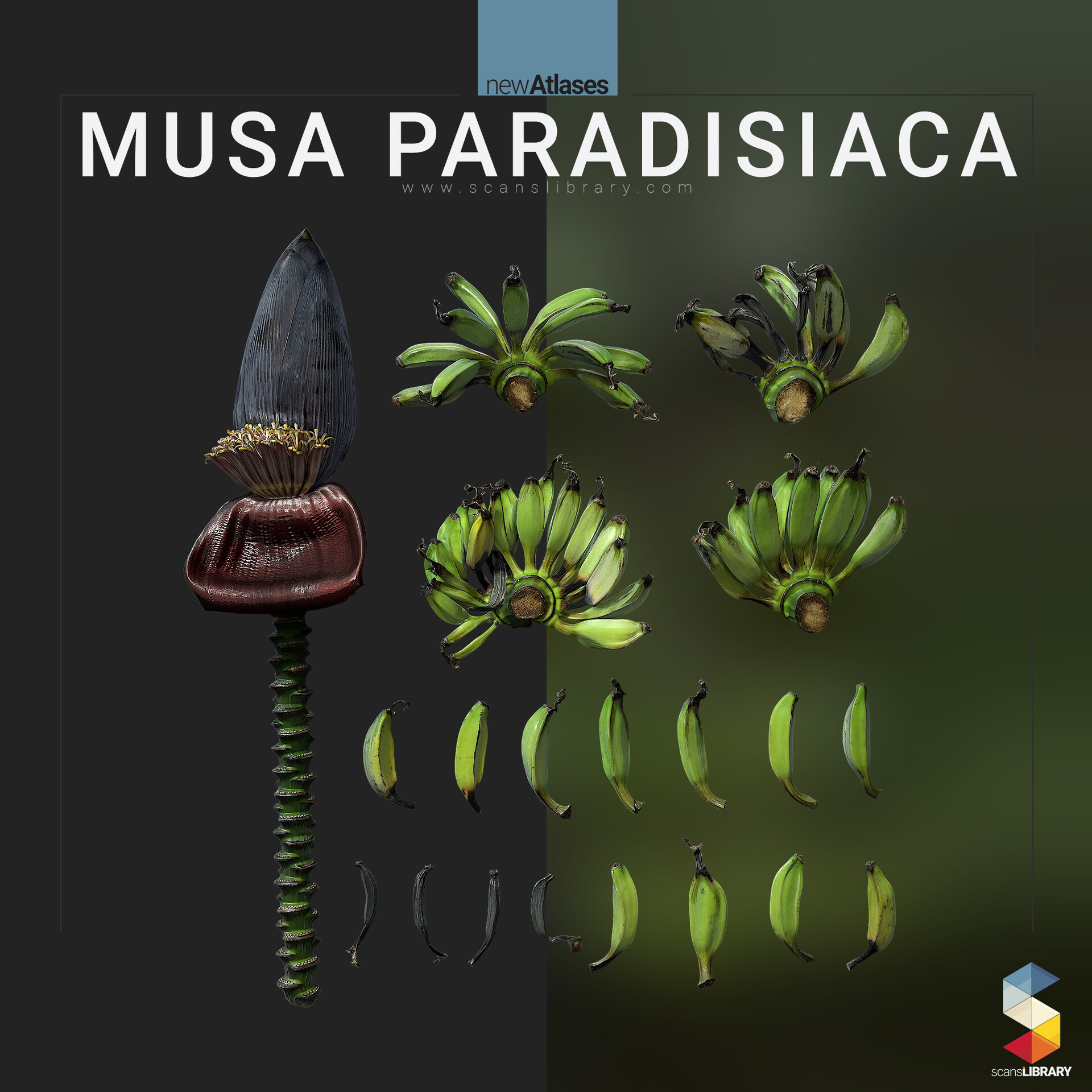 ArtStation - NEW Atlases / Musa paradisiaca Parts