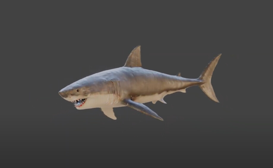 ArtStation - Shark & Puffer Fish Animation