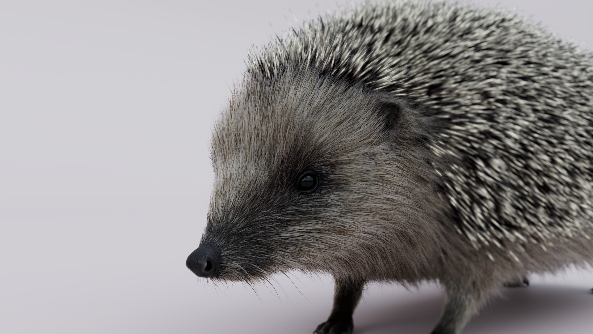 ArtStation - Hedgehog