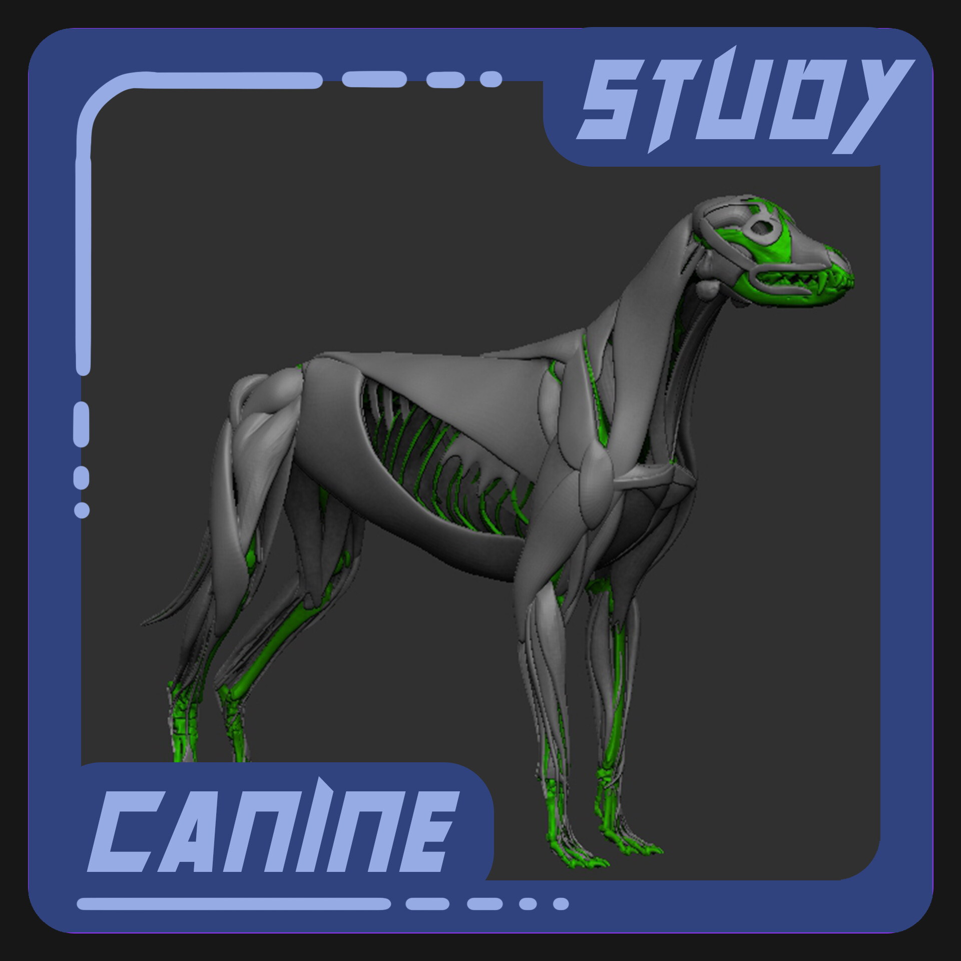 ArtStation - Canine Ecorche