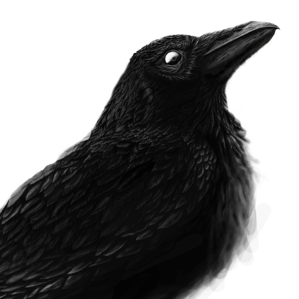 ArtStation - Black Bird