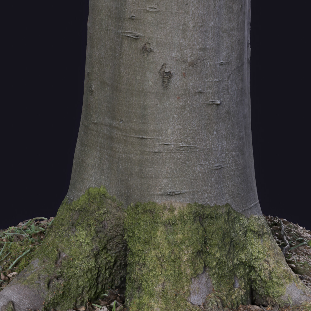 ArtStation - Tree Photogrammetry