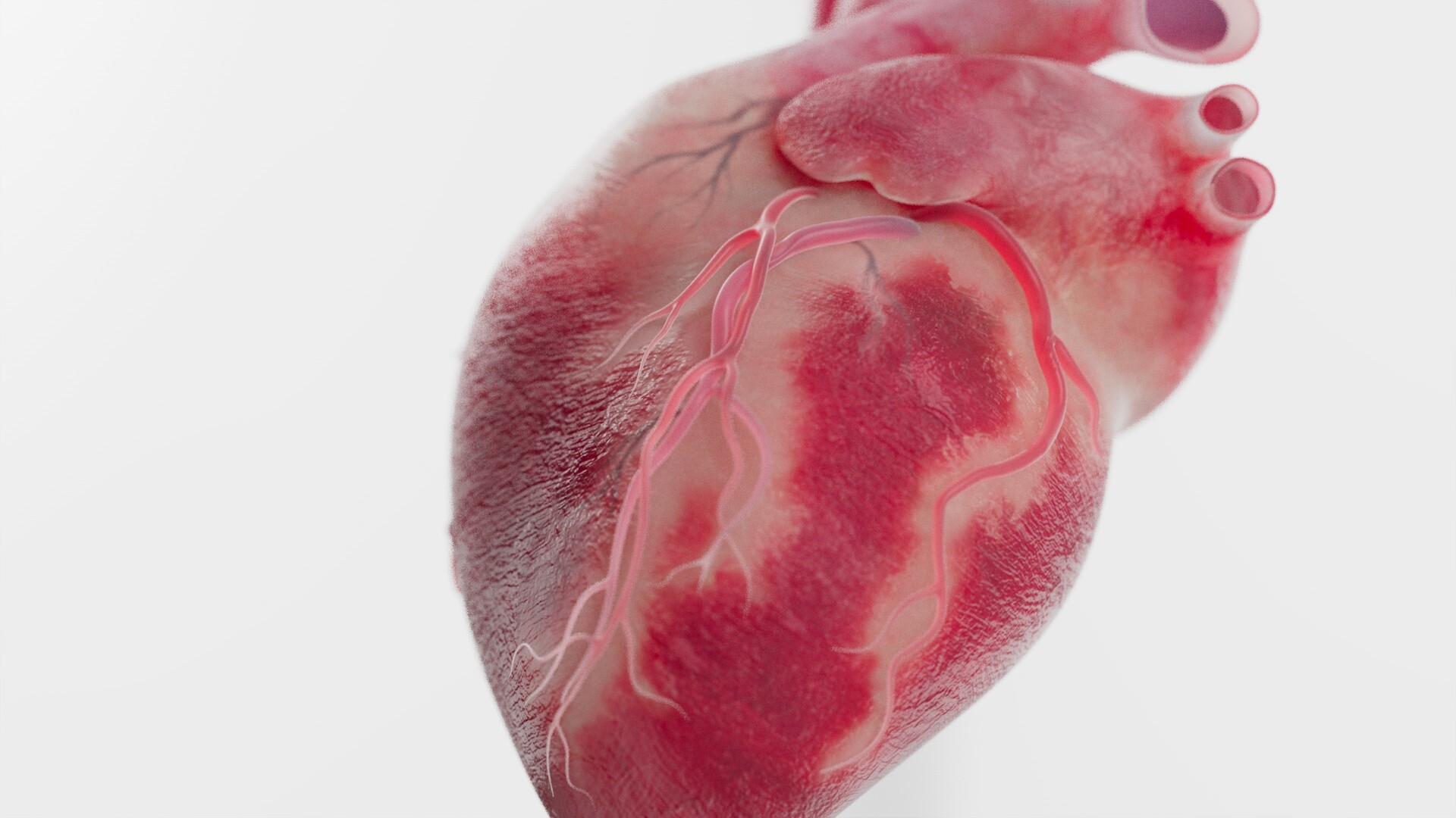 ArtStation - Heart Model for AR Project