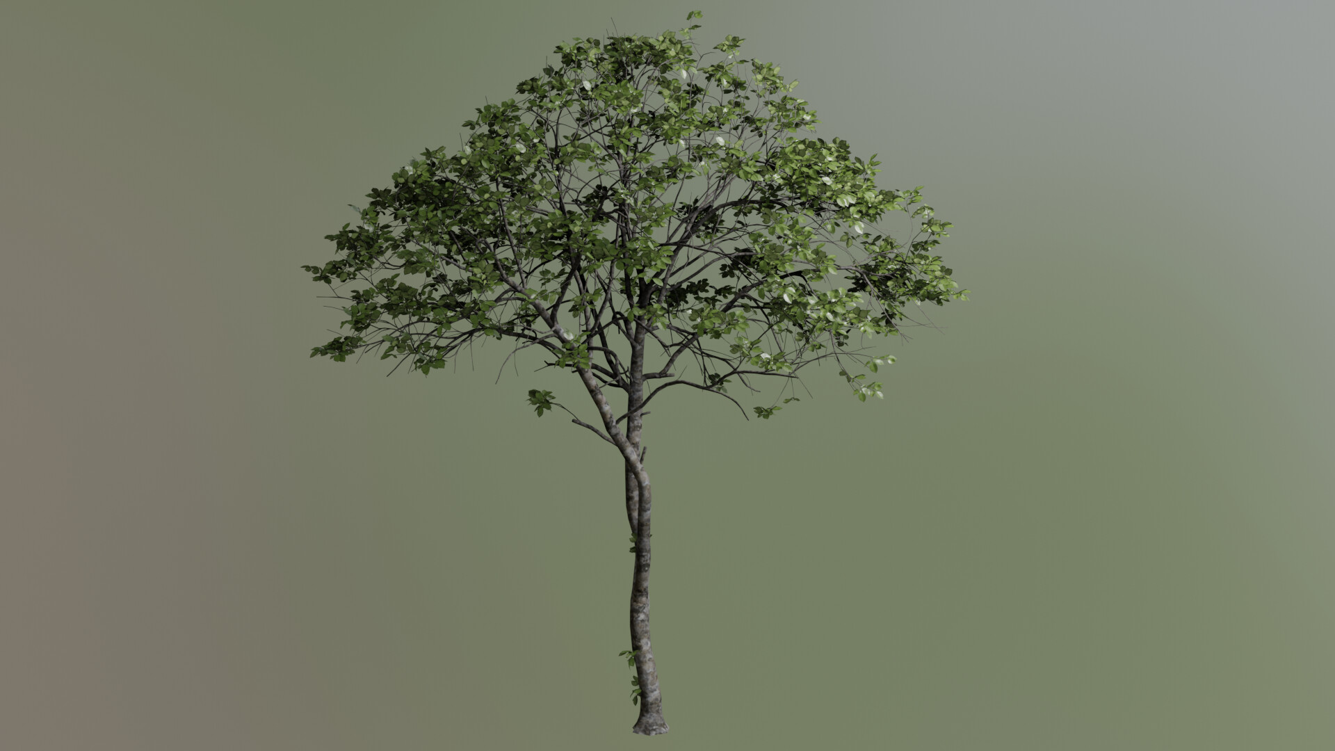 ArtStation - Tree Animation