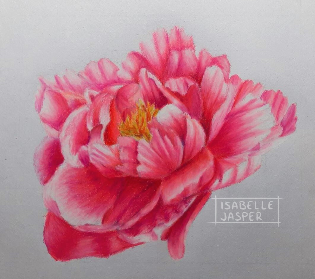 ArtStation - Peony drawing