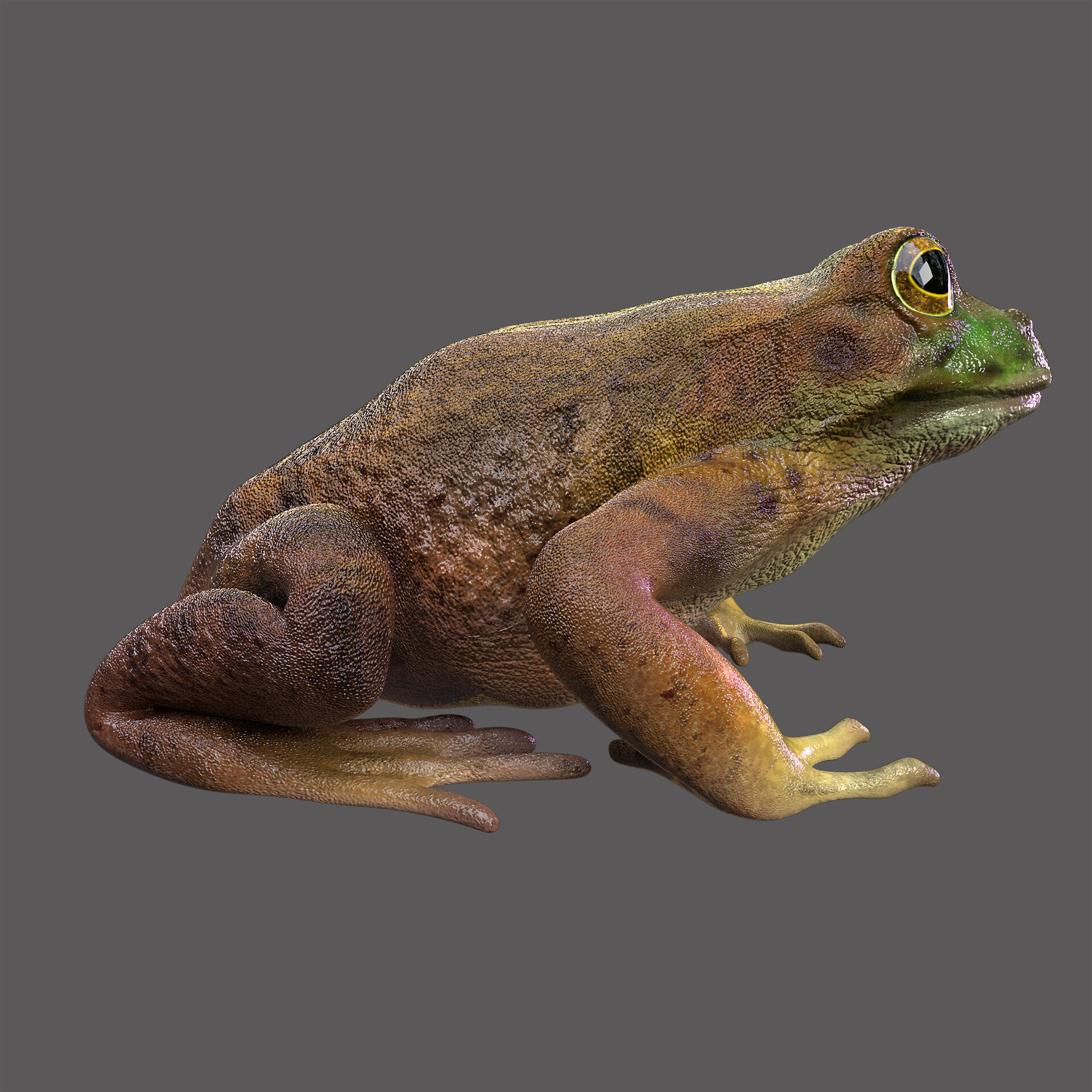 ArtStation - Frog