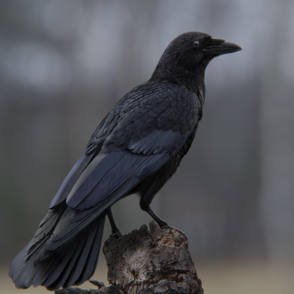 ArtStation - Carrion Crow Animated