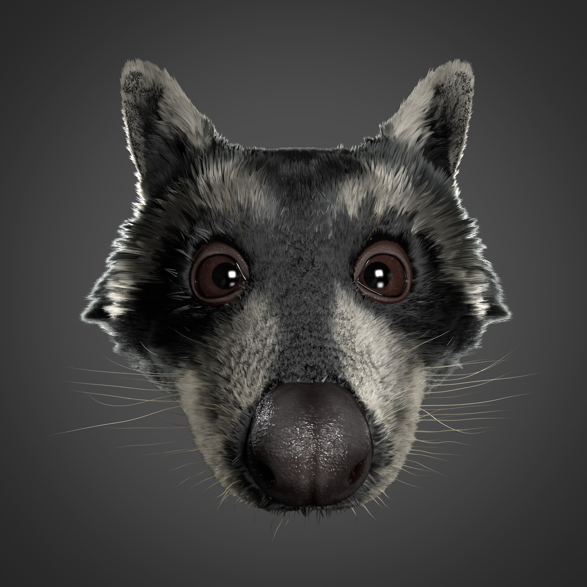 ArtStation - Fur project. Raccoon. ESMA