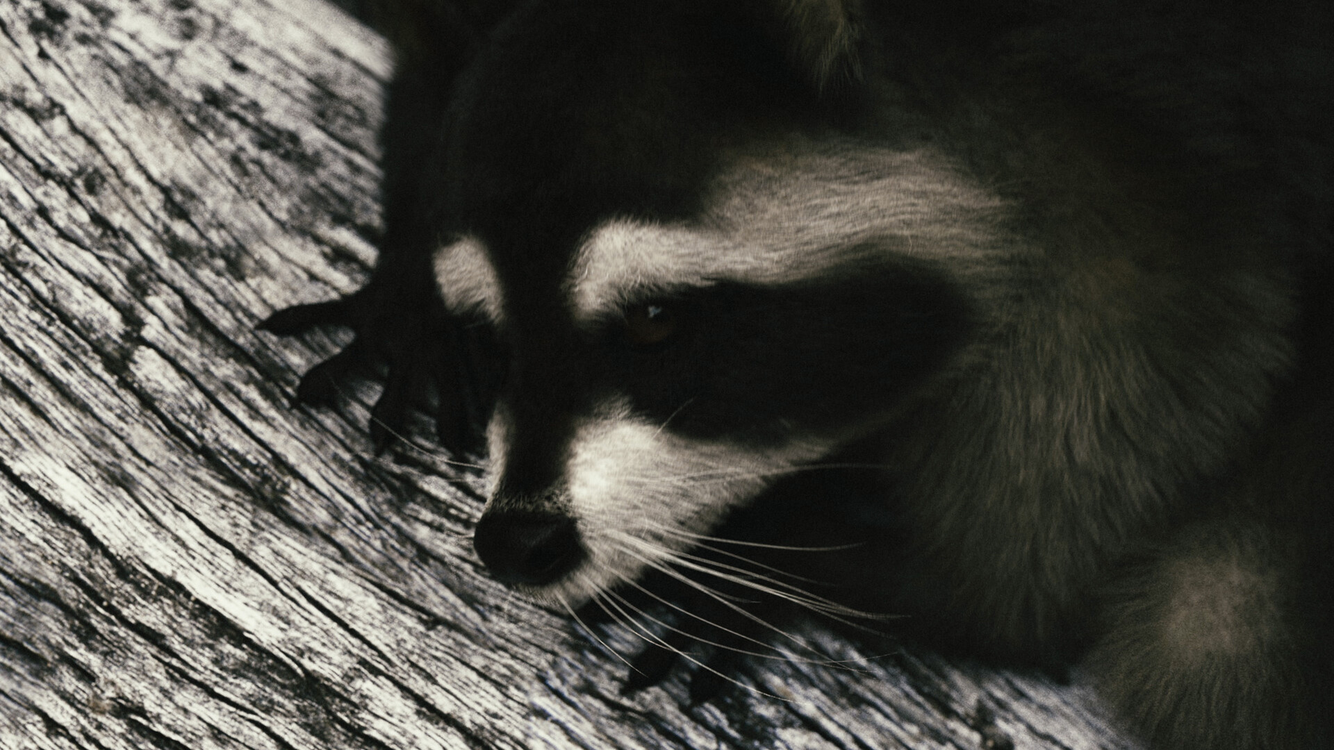 ArtStation - Jebcg Animation | Raccoon