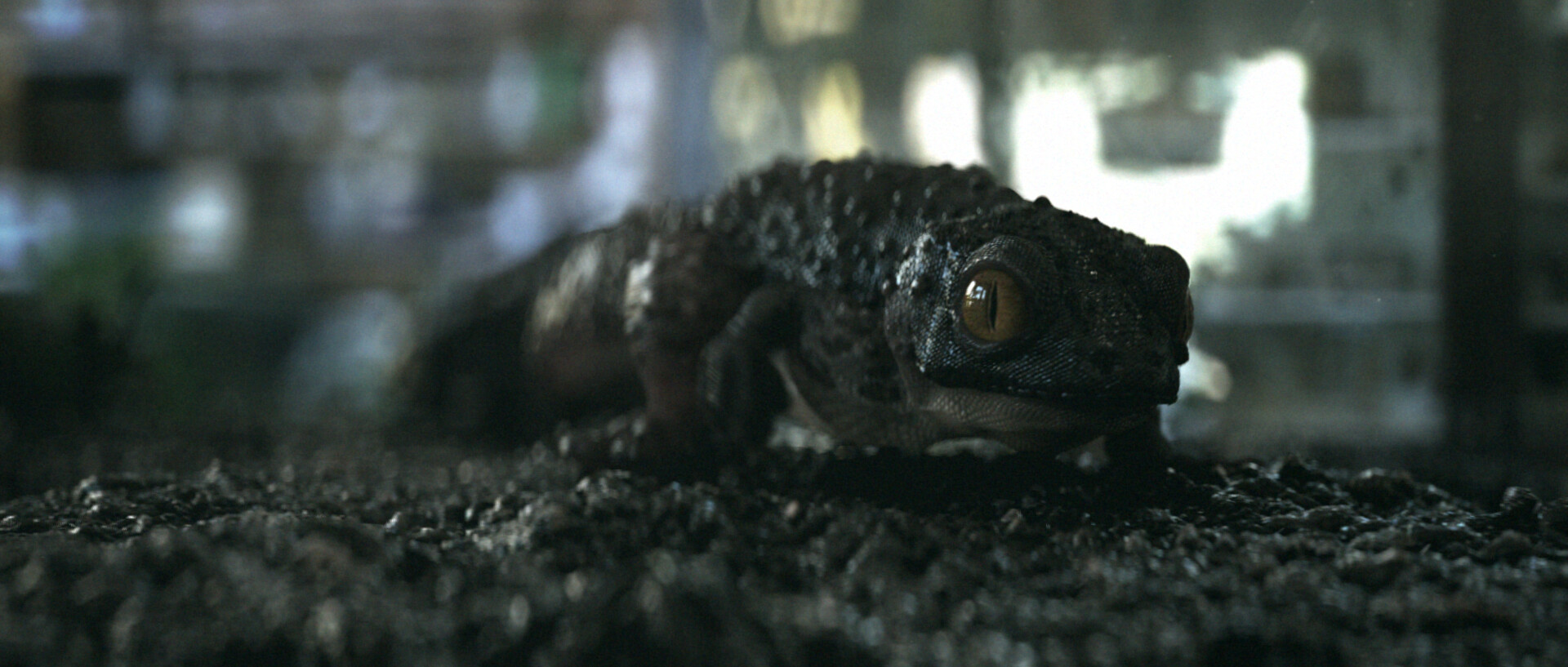 ArtStation - Jebcg Animation | Gecko