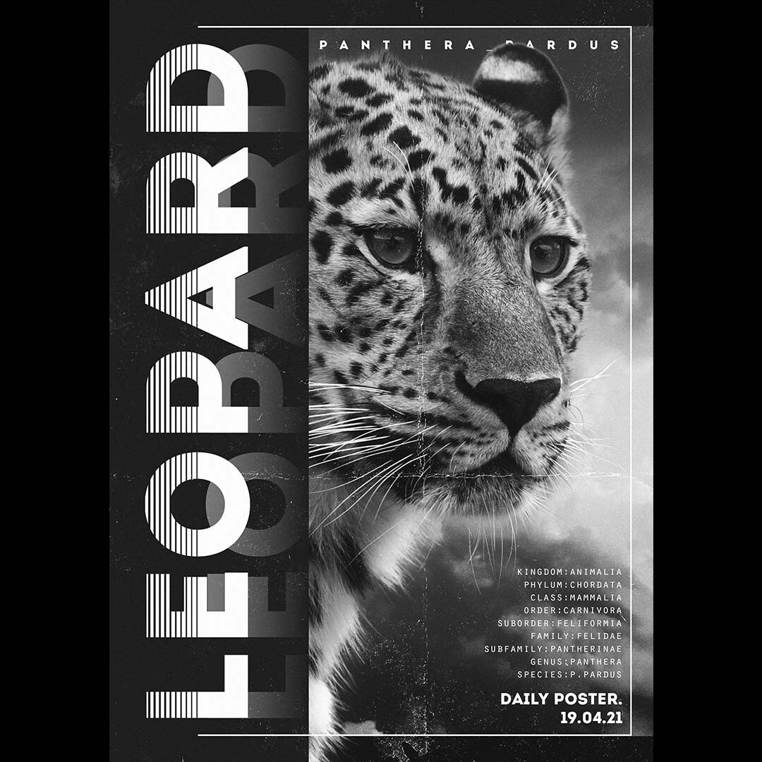 ArtStation - Leopard