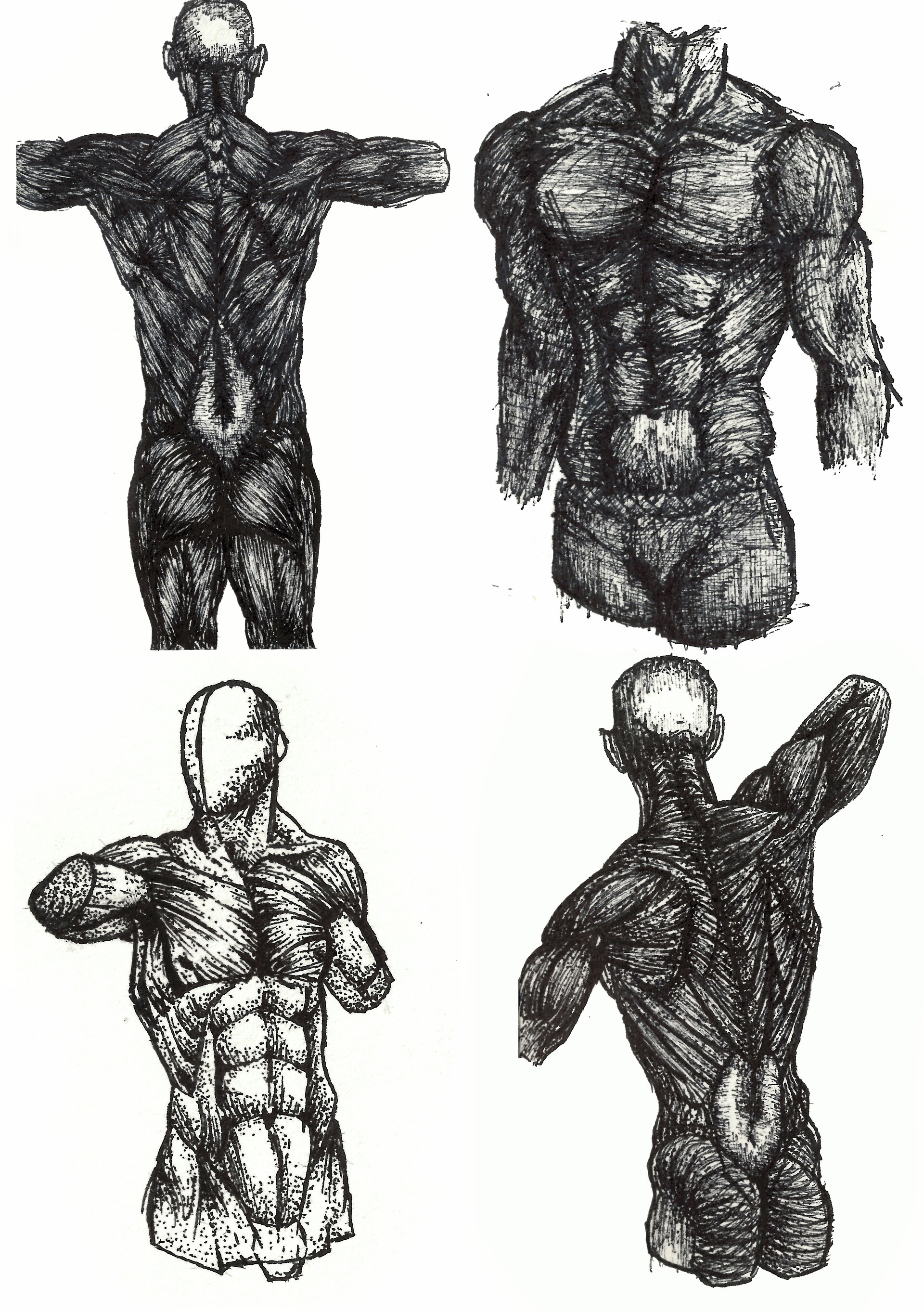 ArtStation - Male Torso & Back Study