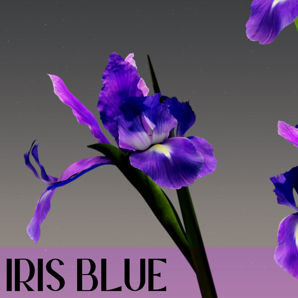 ArtStation - Iris Blue Flower