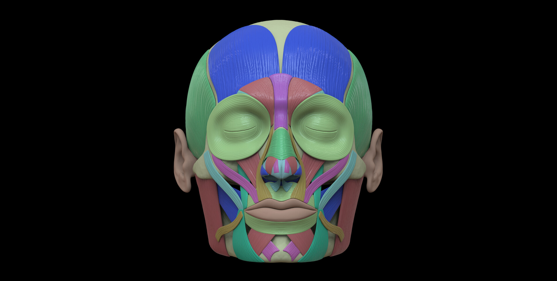 ArtStation - Face Muscles Study