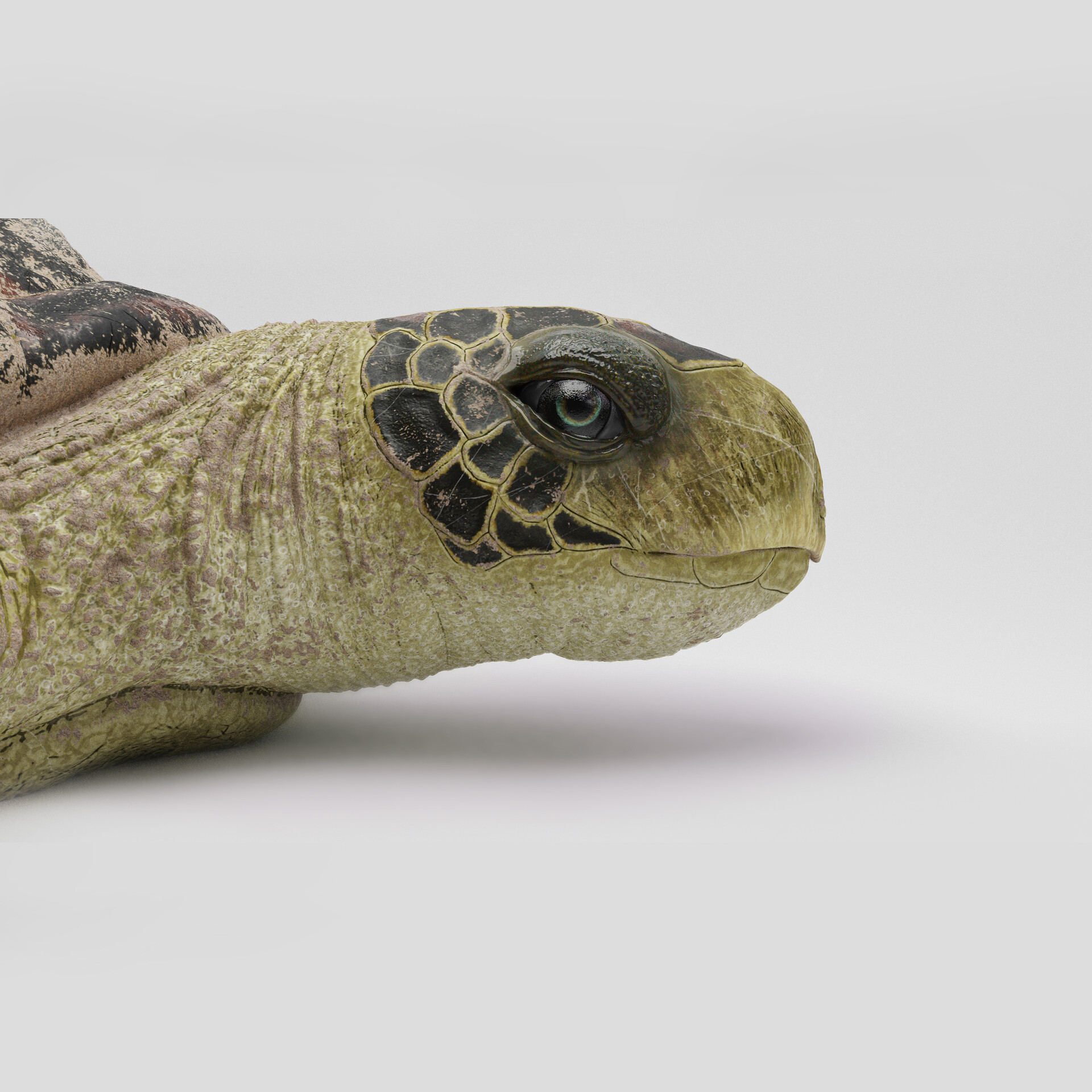 ArtStation - Sea Turtle Head