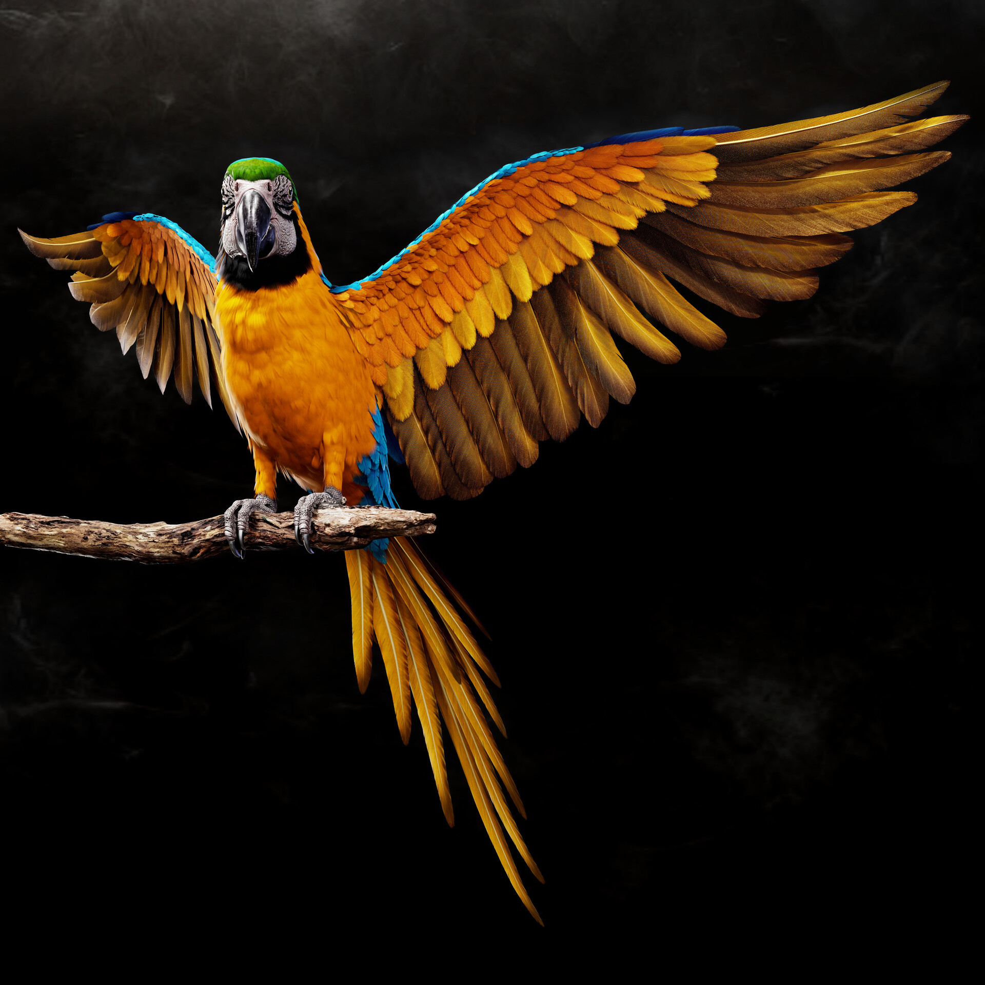 ArtStation - The Macaw Project