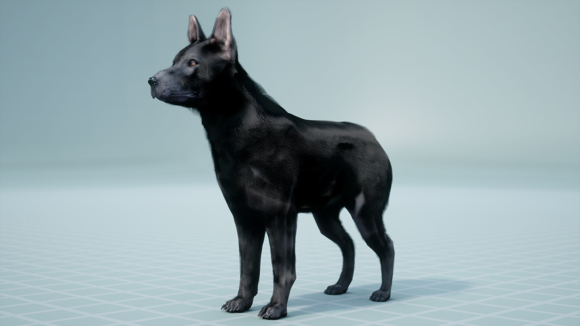 ArtStation - German Shepherd Dog (Anatomy Study)