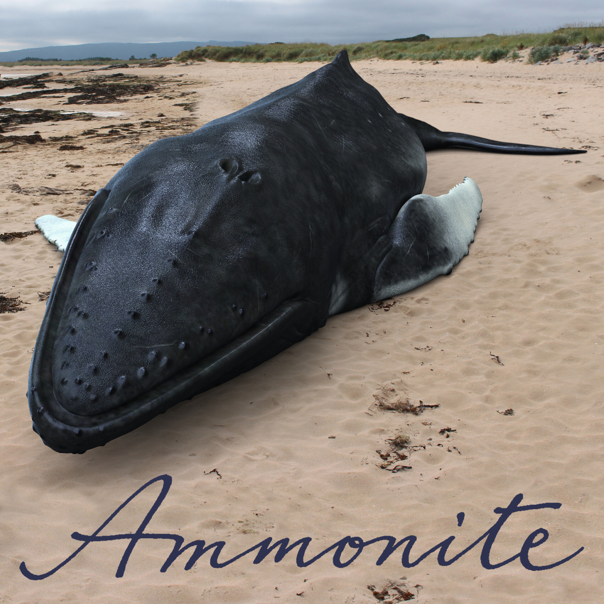 ArtStation - Ammonite