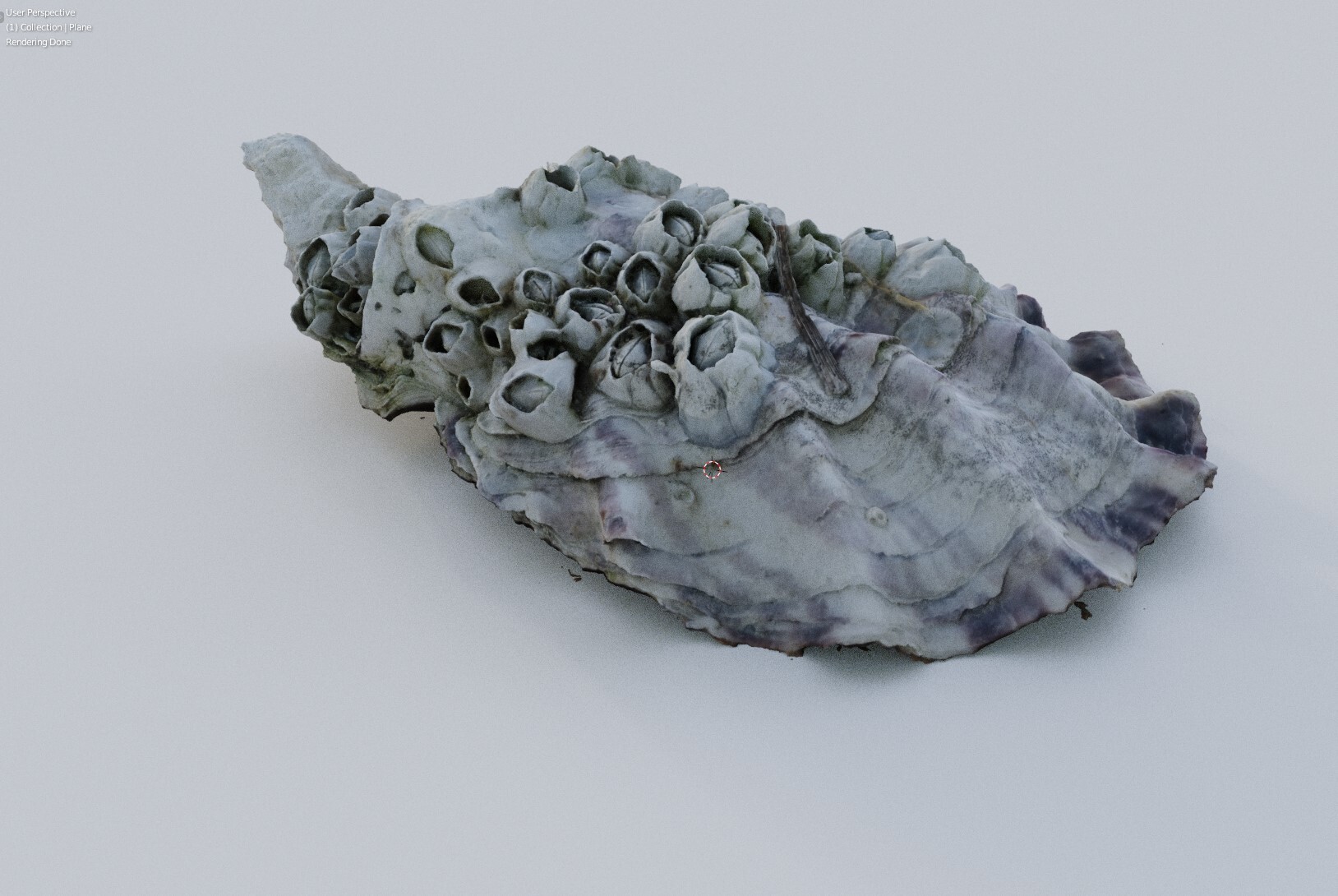 ArtStation - Seashell with barnacles - Photogrammetry