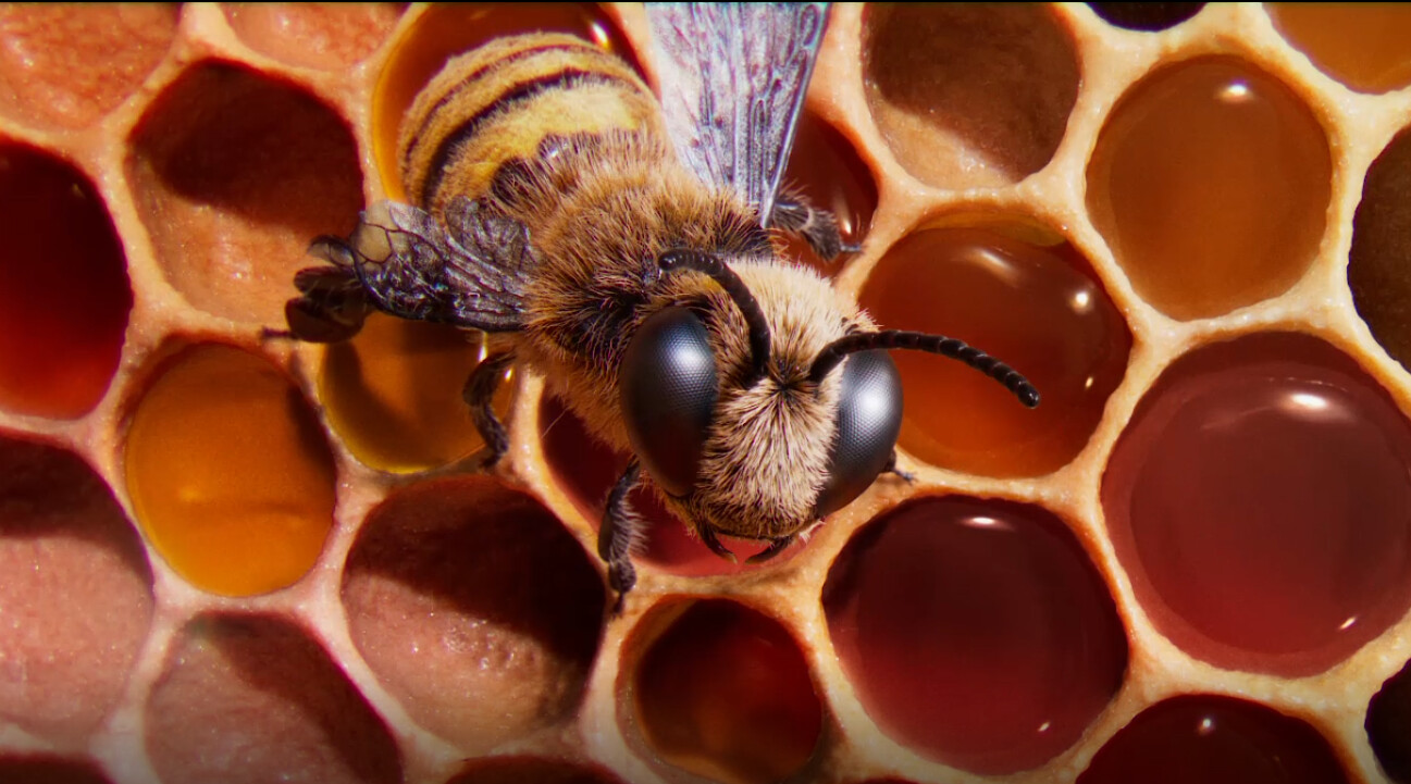 ArtStation - Honey Bee Texture