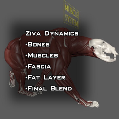 ArtStation - Grizzly Bear - Ziva Dynamics | Bones Muscles Fascia Fat ...