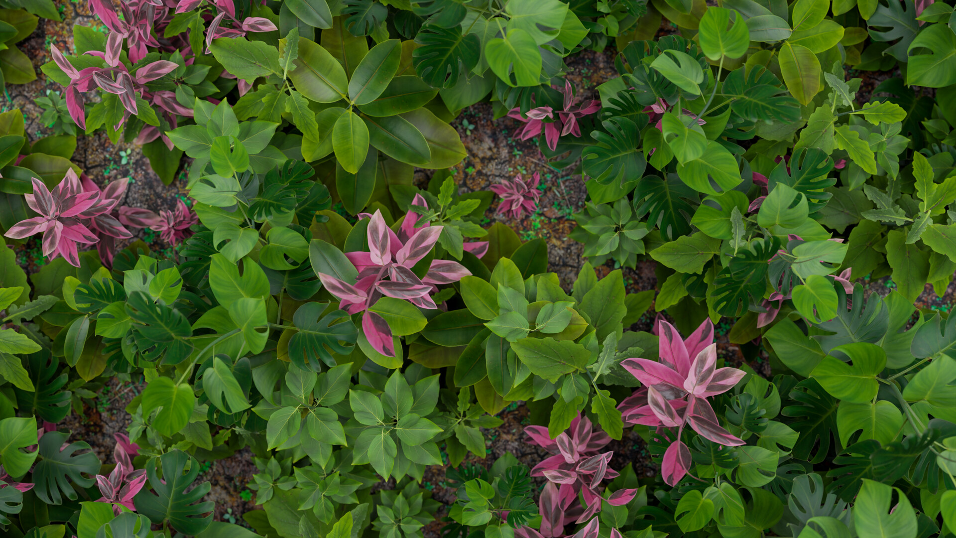 ArtStation - The Growing Plants