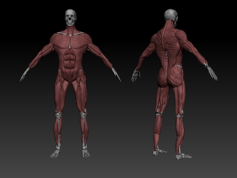 ArtStation - Muscles And Body Anatomy