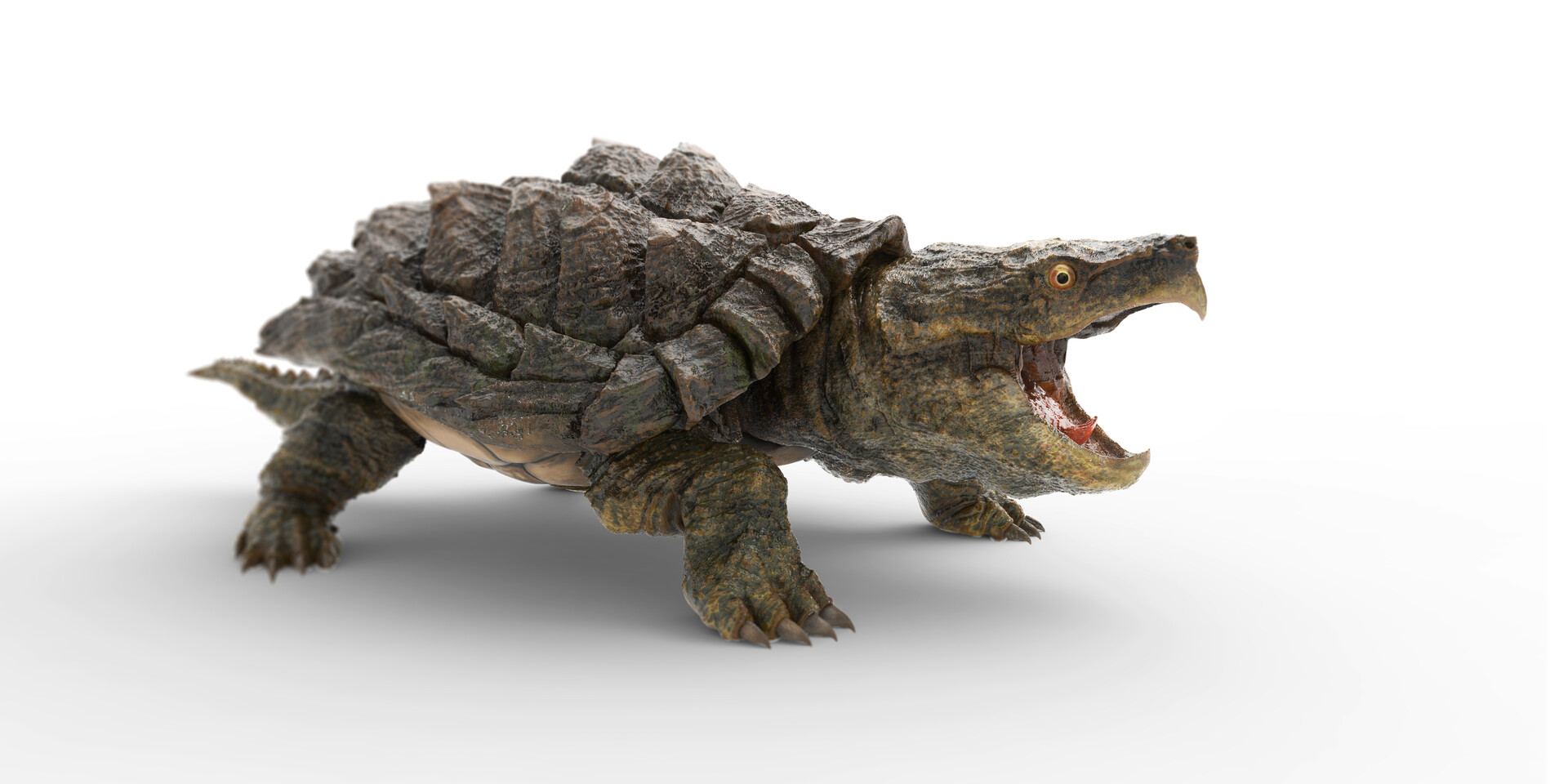 ArtStation - Crocodile Turtle (Alligator snapping turtle)