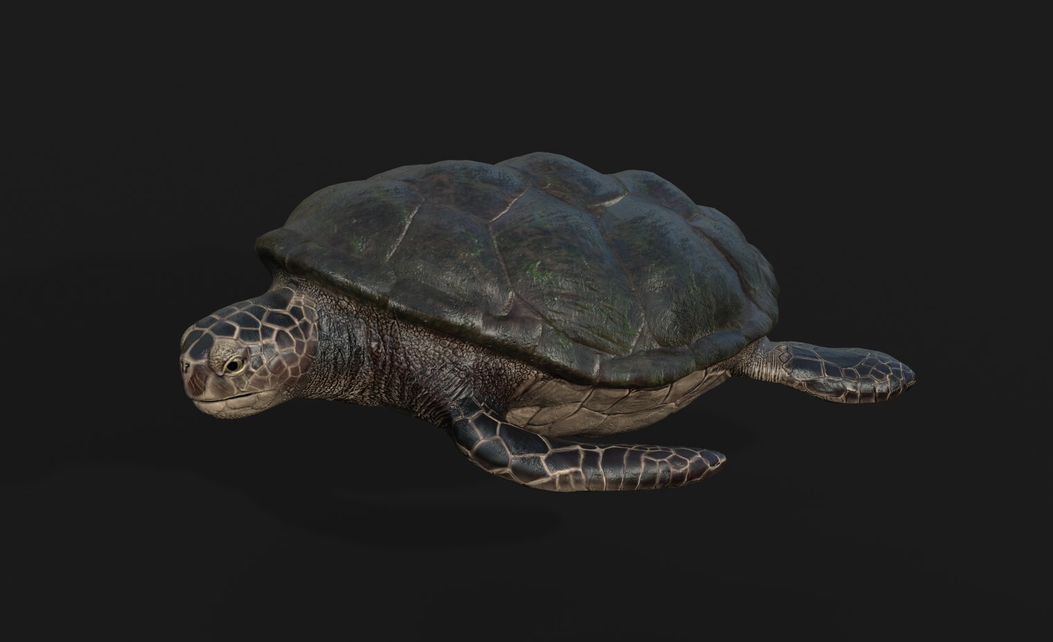 ArtStation - Sea Turtle Game Asset