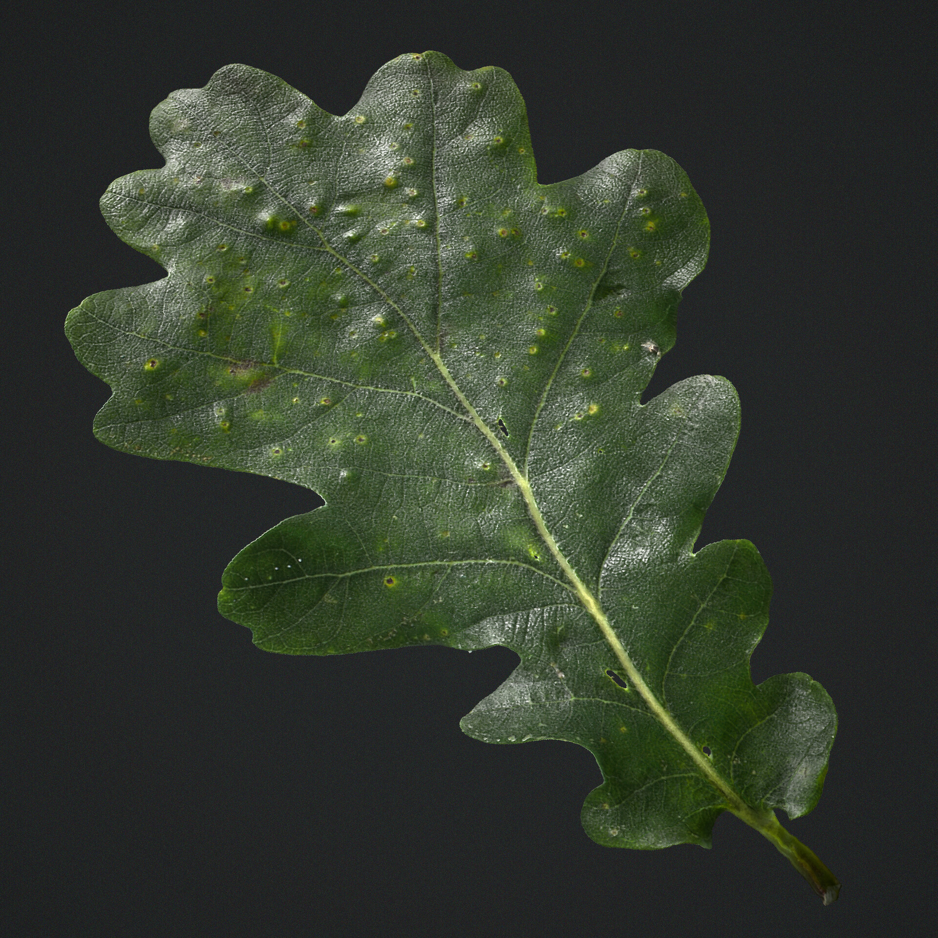 ArtStation - Tree Leaves - Albedo and Transmission Capture