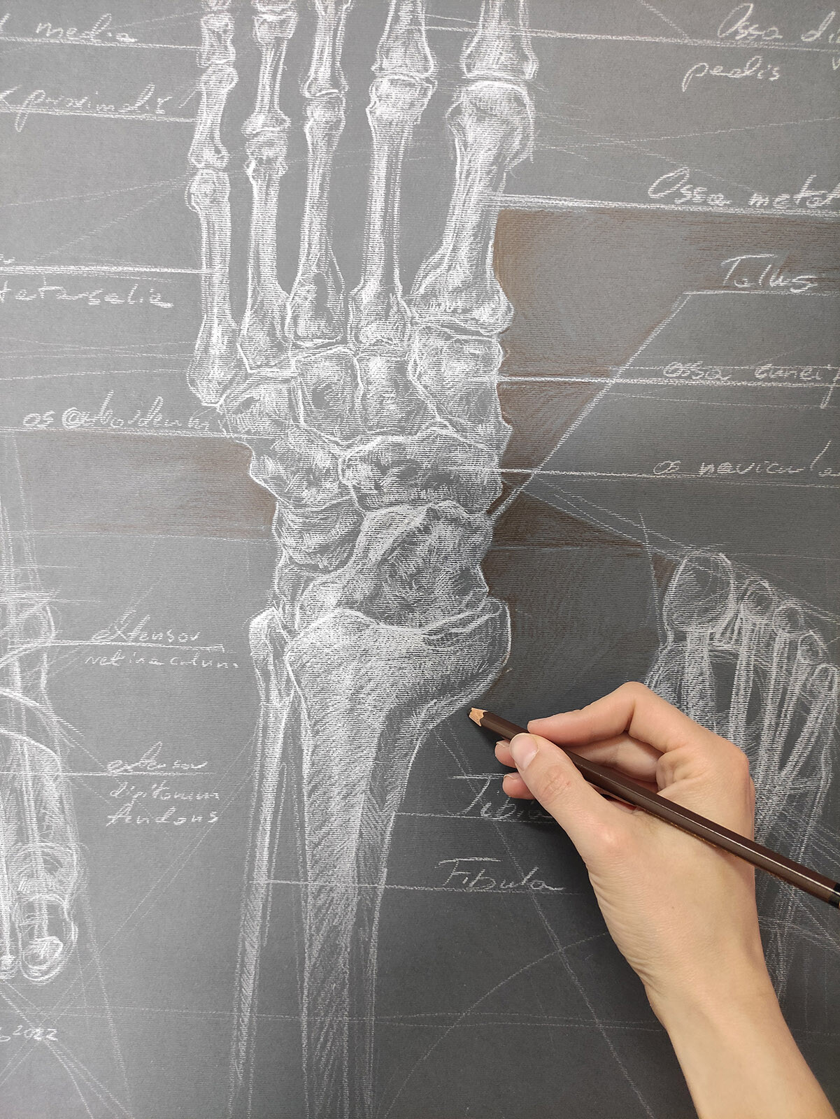 ArtStation - Anatomy Drawings - foot