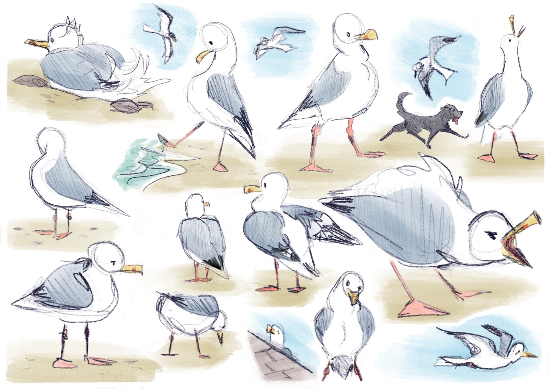 ArtStation - Bird studies