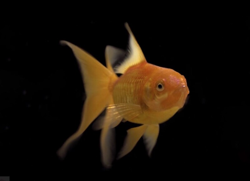 ArtStation - Lucian Trofin