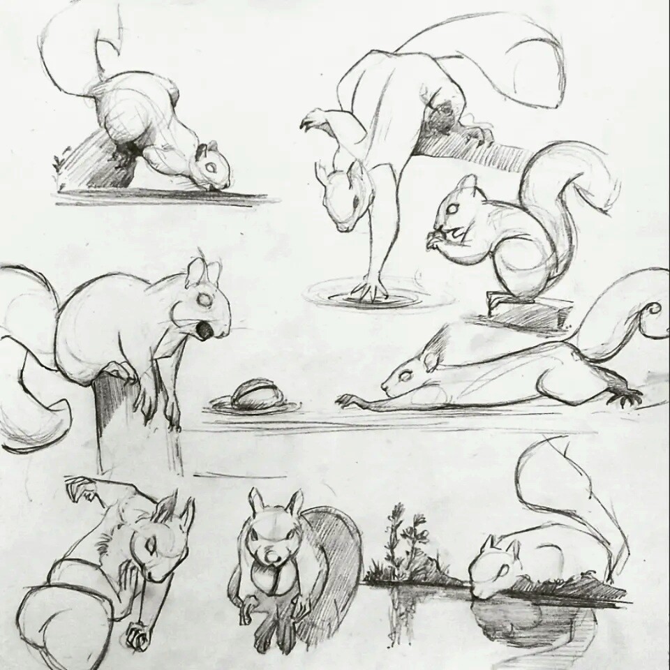 ArtStation - Quicksketches of Squirrel