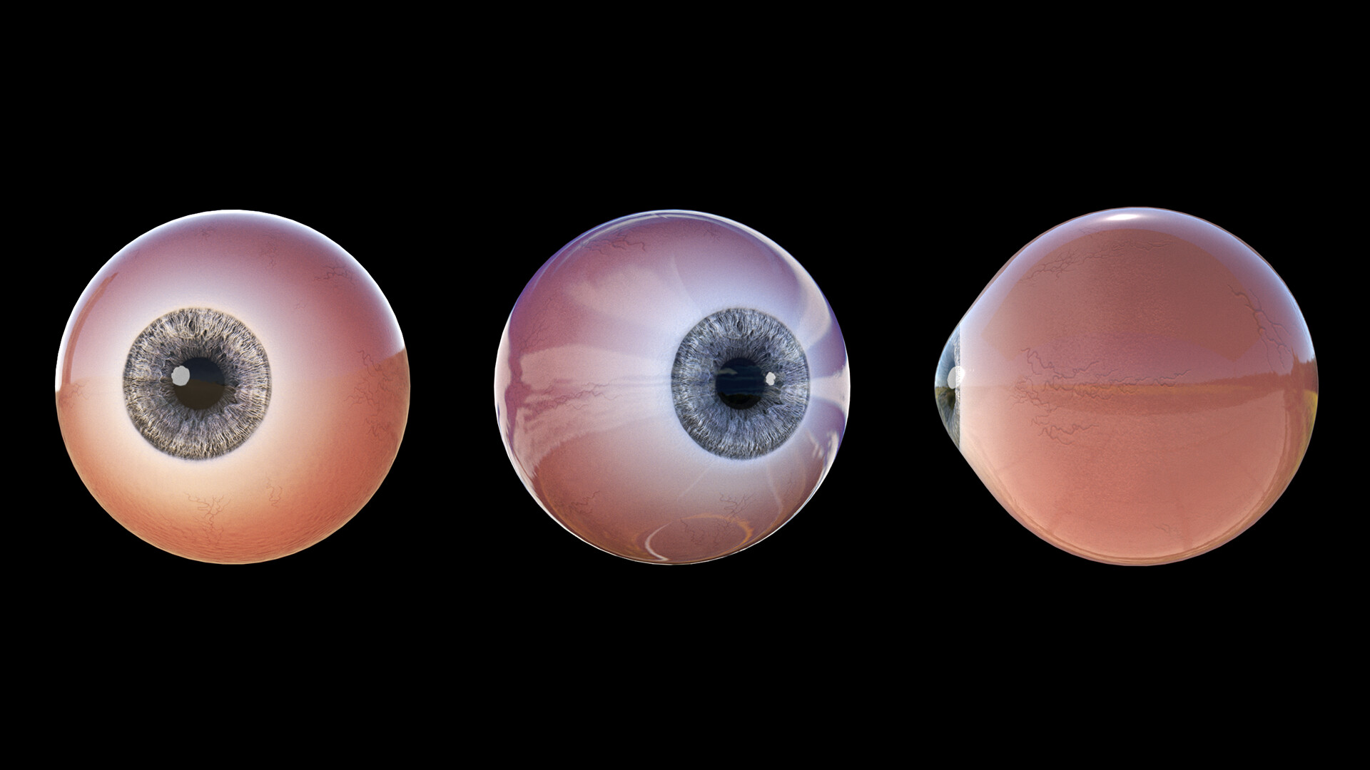 Lisa Helmer - Anatomy Study | Eye