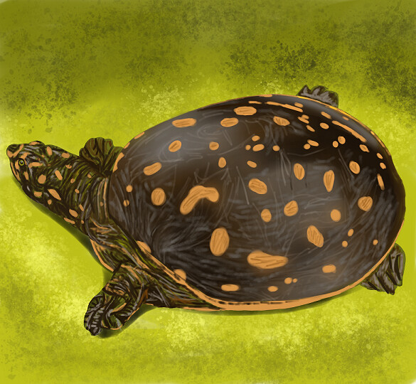 Sahil - Indian Flapshell Turtle