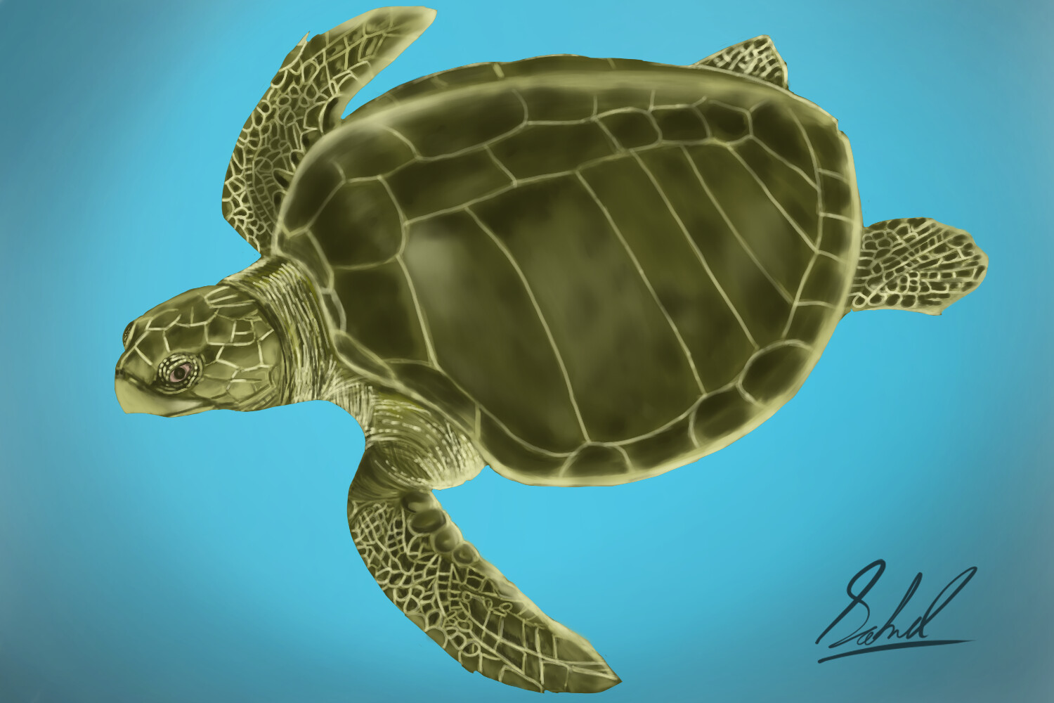Sahil - Olive Ridley Turtle