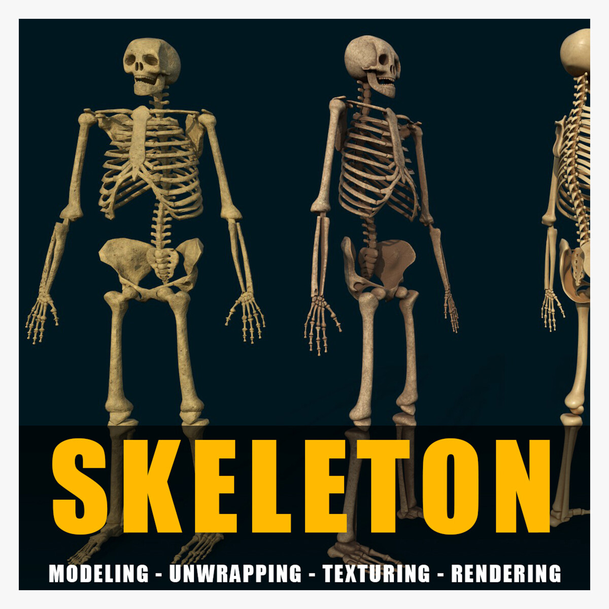 ArtStation - natomical High Quality low poly Human Skeleton base mesh ...