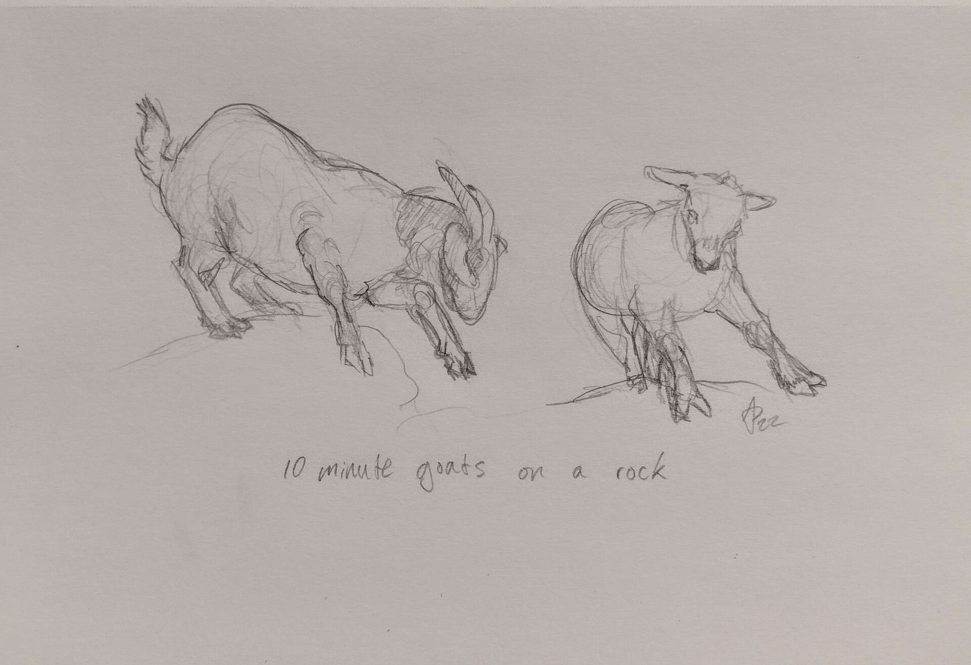 ArtStation - Goats!