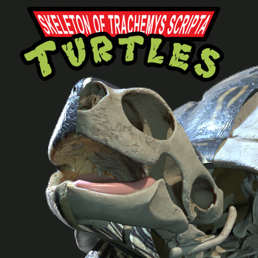 ArtStation - Skeleton of Trachemys scripta Turtle
