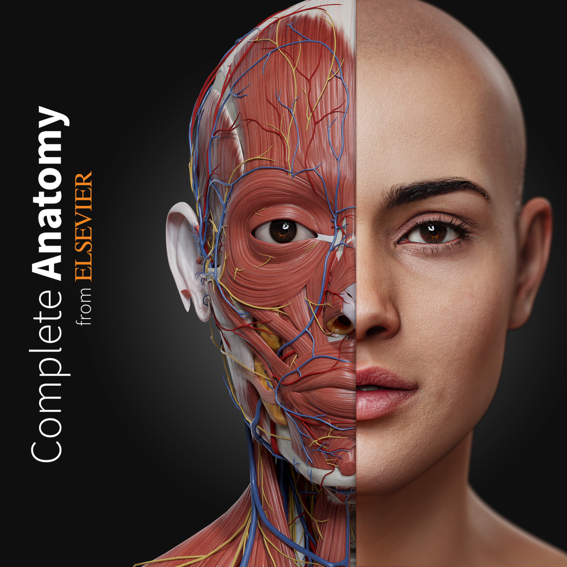 ArtStation - Gross Anatomy - Female Model