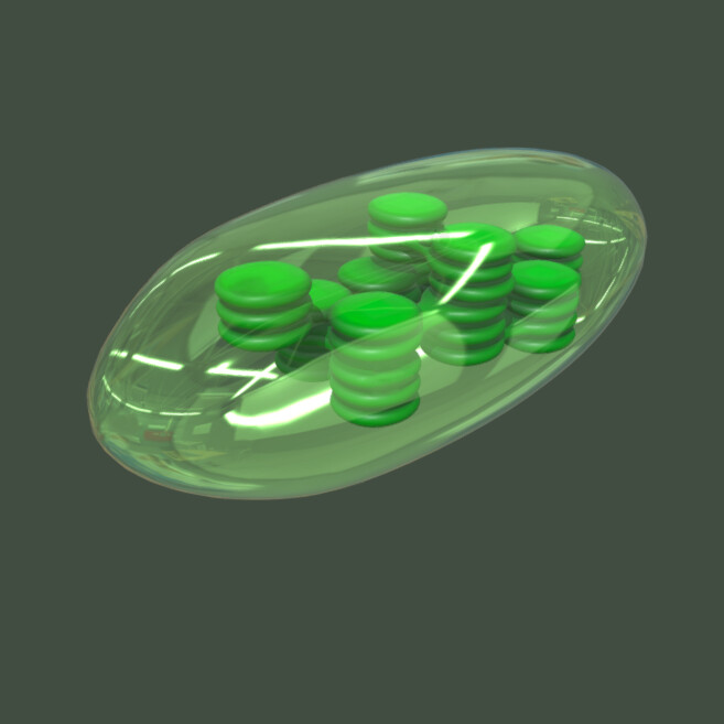 Chloroplast