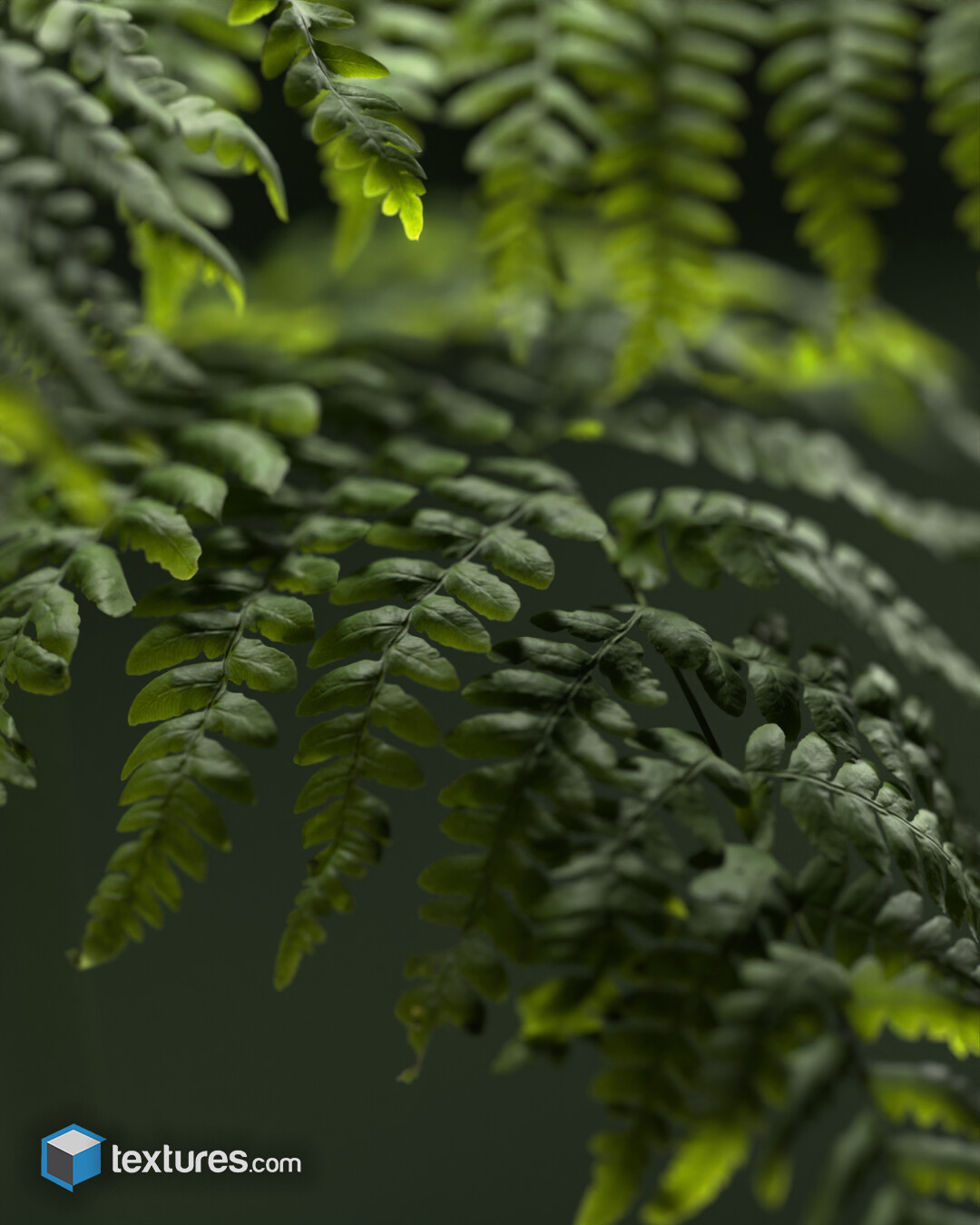 ArtStation - Cinematic Trailer - 3D Plants Release @textures.com