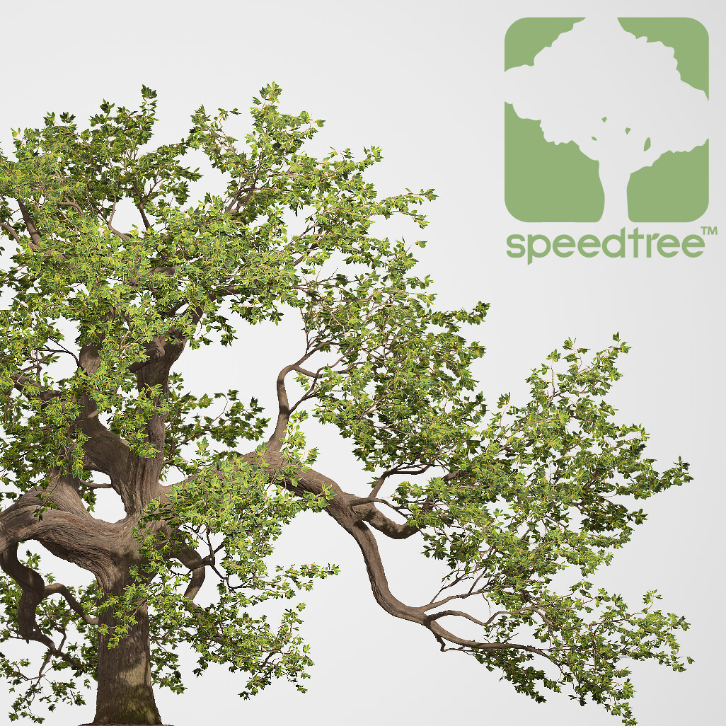 ArtStation - Quercus (Oak)