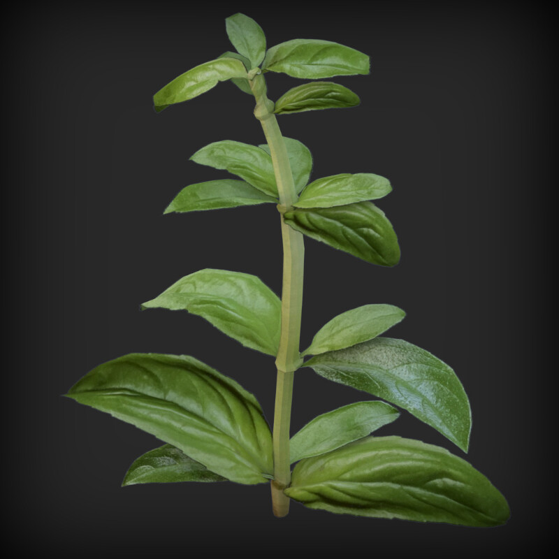 Mark Farkas - Low poly plant (Basil)