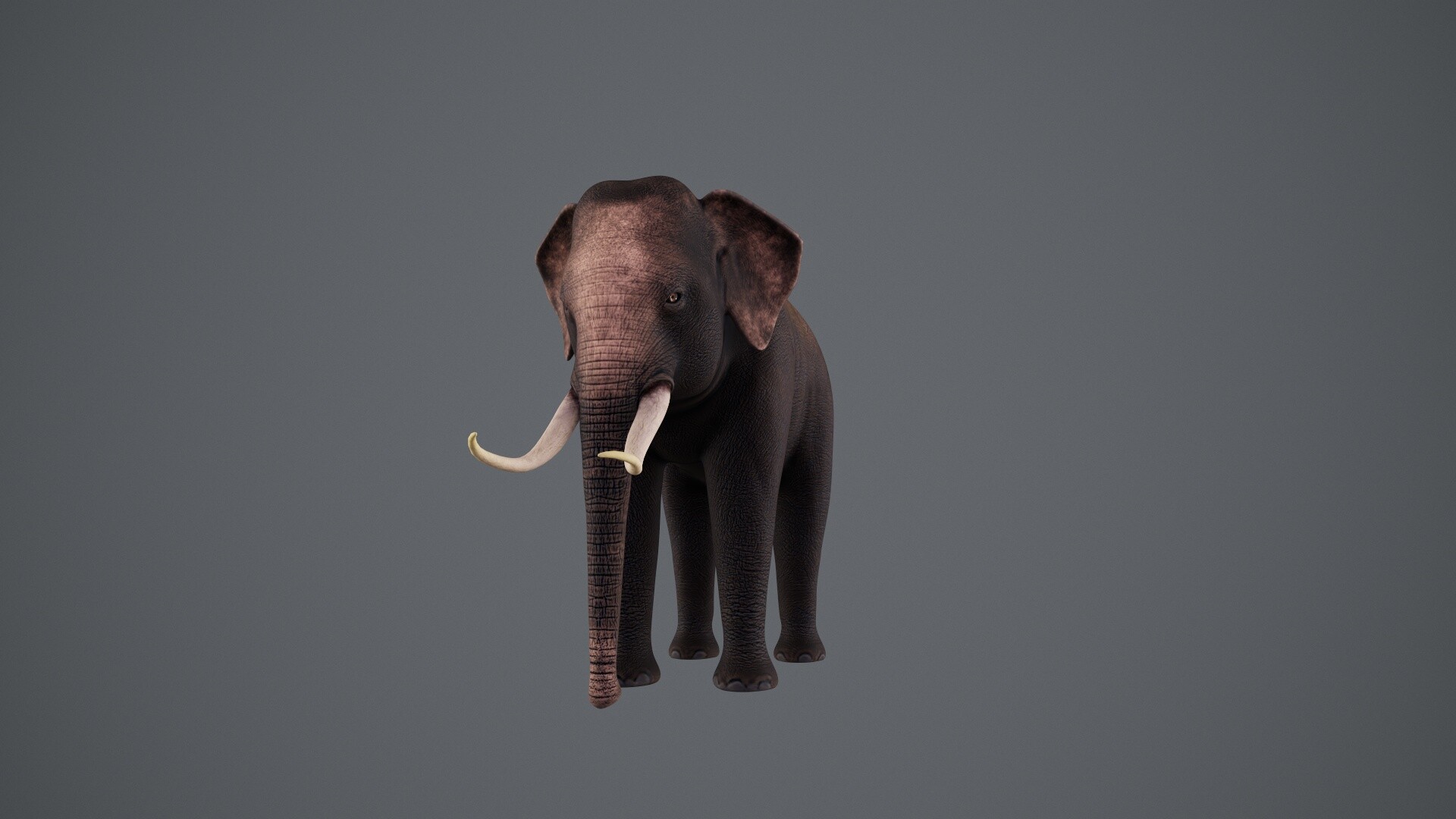 ArtStation - Asian Elephant 3D model