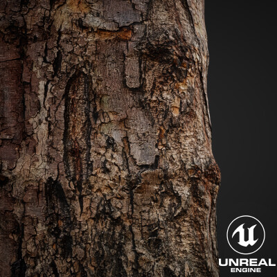 ArtStation - Photogrammetry study - Tree