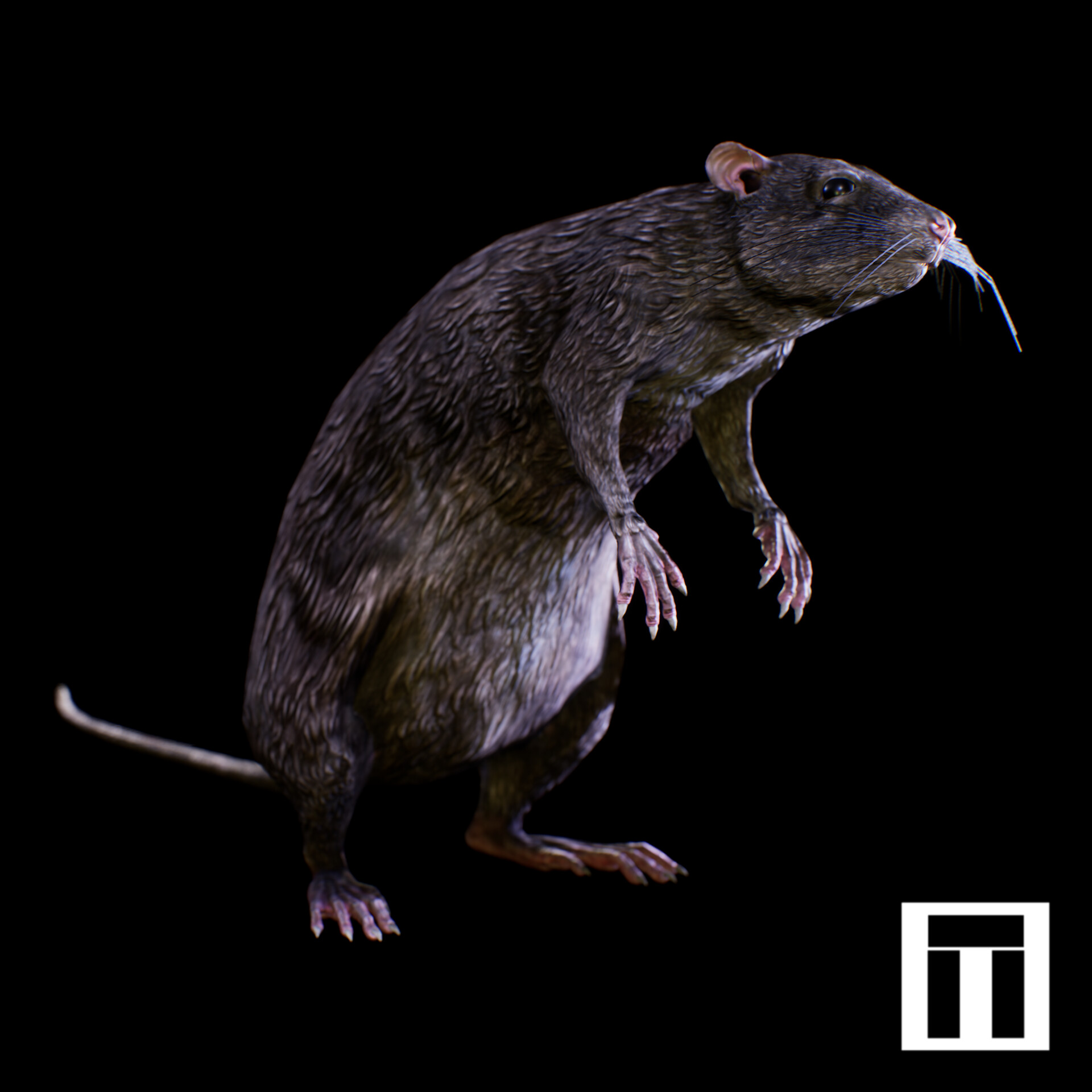 ArtStation - Black Rat