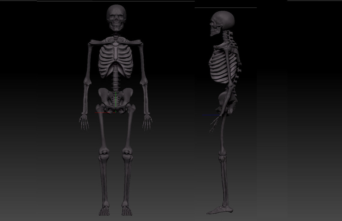 ArtStation - Anatomical 3D Human Skeleton Model