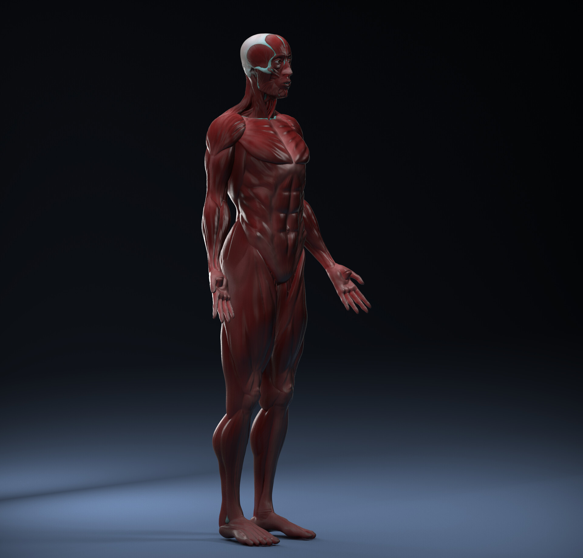 ArtStation - Human Anatomy